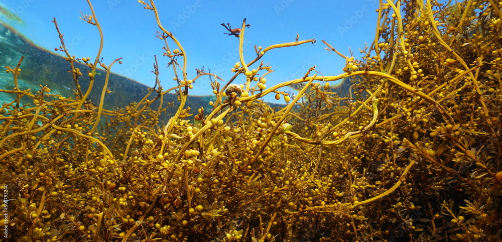 Brown algae Japanese wireweed, Sargassum muticum seaweed, underwater in ...