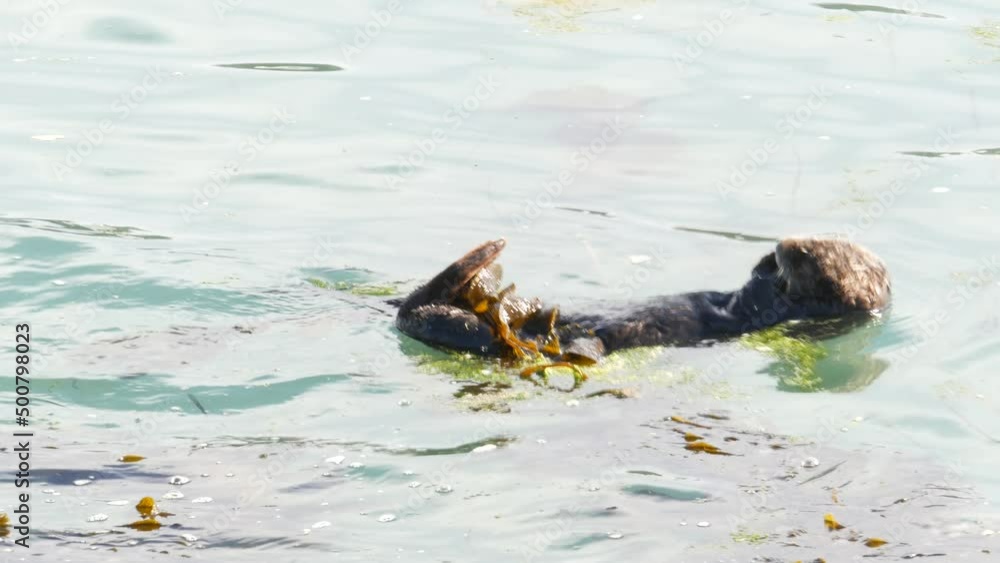 Cute furry sea otter marine mammal, adorable cuddly wild aquatic animal ...