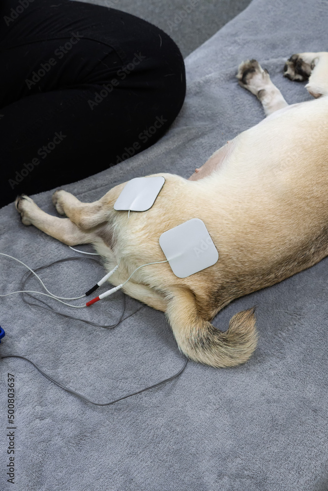 Electrode stimulating massage of pug dog leg at Veterinary clinic ...