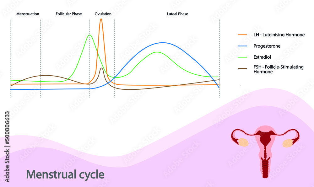 Menstrual cycle hormone phases chart Stock Vector | Adobe Stock