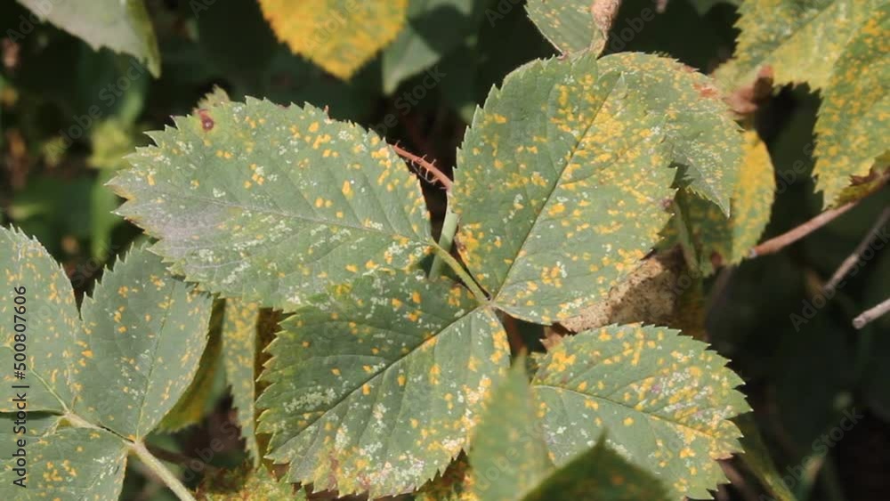Rose rust. Symptoms of fungal disease of roses in form of yellow spots ...