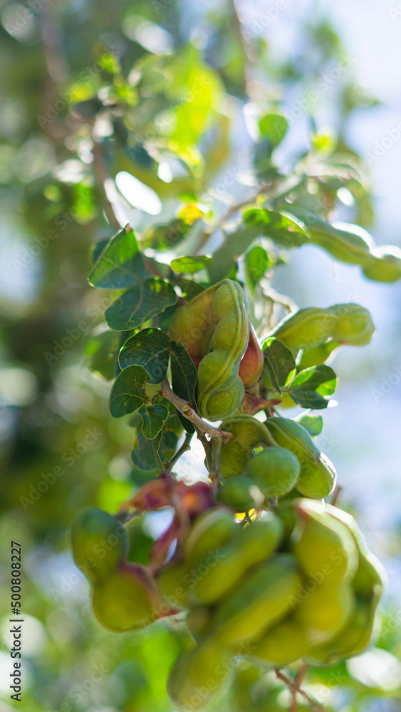 Arbol De Guamuchiles