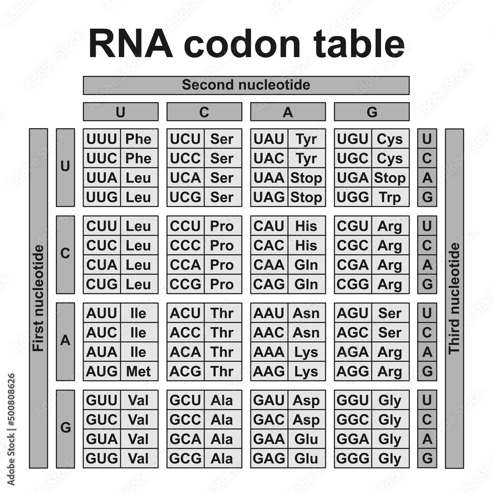 Colorful Designing Of Rna Codon Table Colorful Symbols Vector