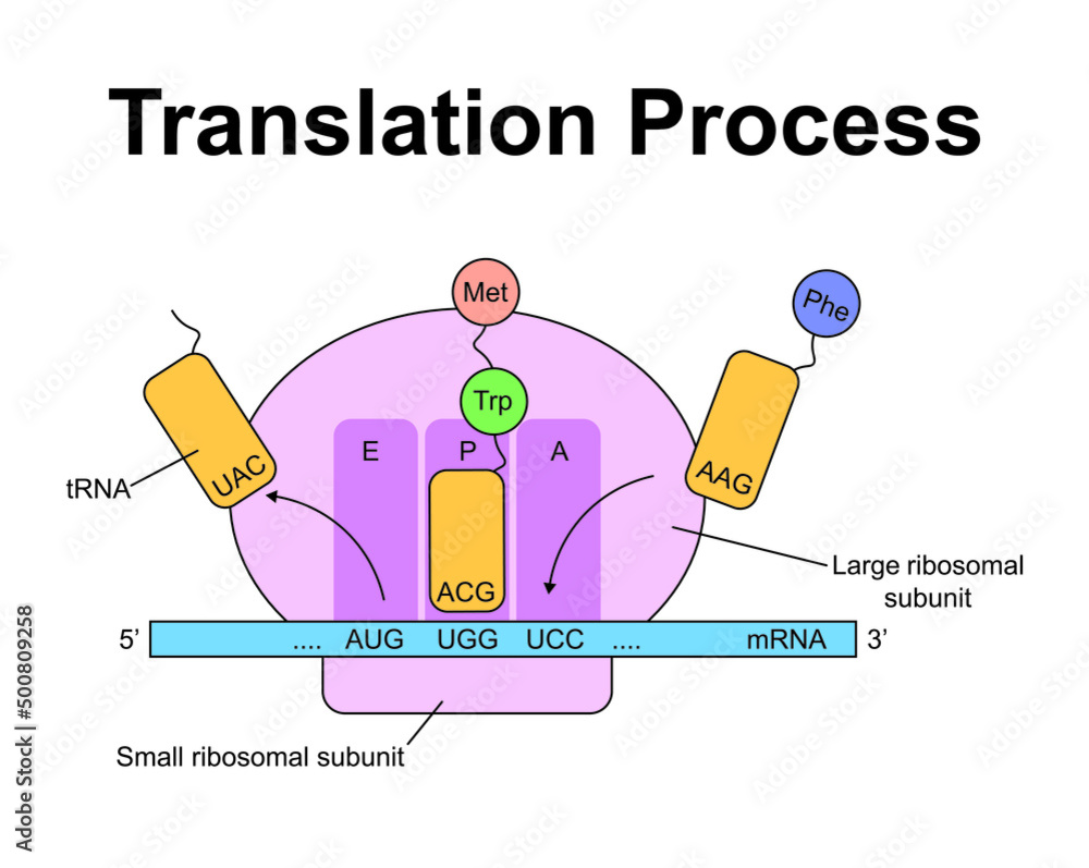 Scientific Designing Of Translation Process. Colorful Symbols. Vector ...
