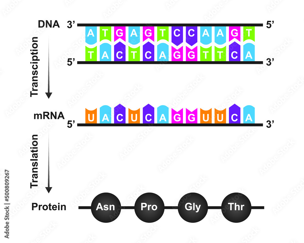 Scientific Designing Of Transcription And Translation Mechanism ...