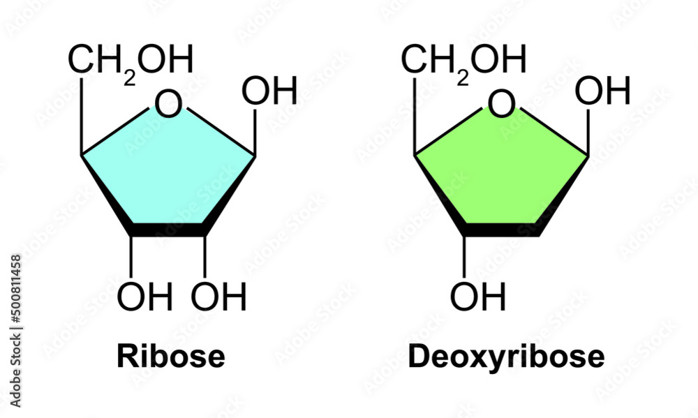 Chemical Structure Of Ribose And Deoxyribose. Ribose vs Deoxyribose. Vector Illustration. Stock ...