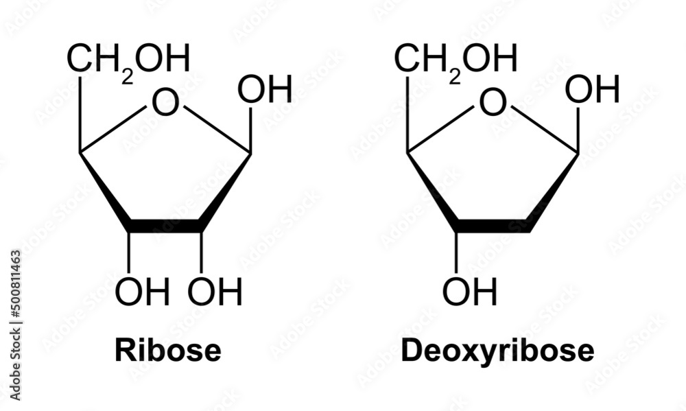 Chemical Structure Of Ribose And Deoxyribose. Ribose vs Deoxyribose ...