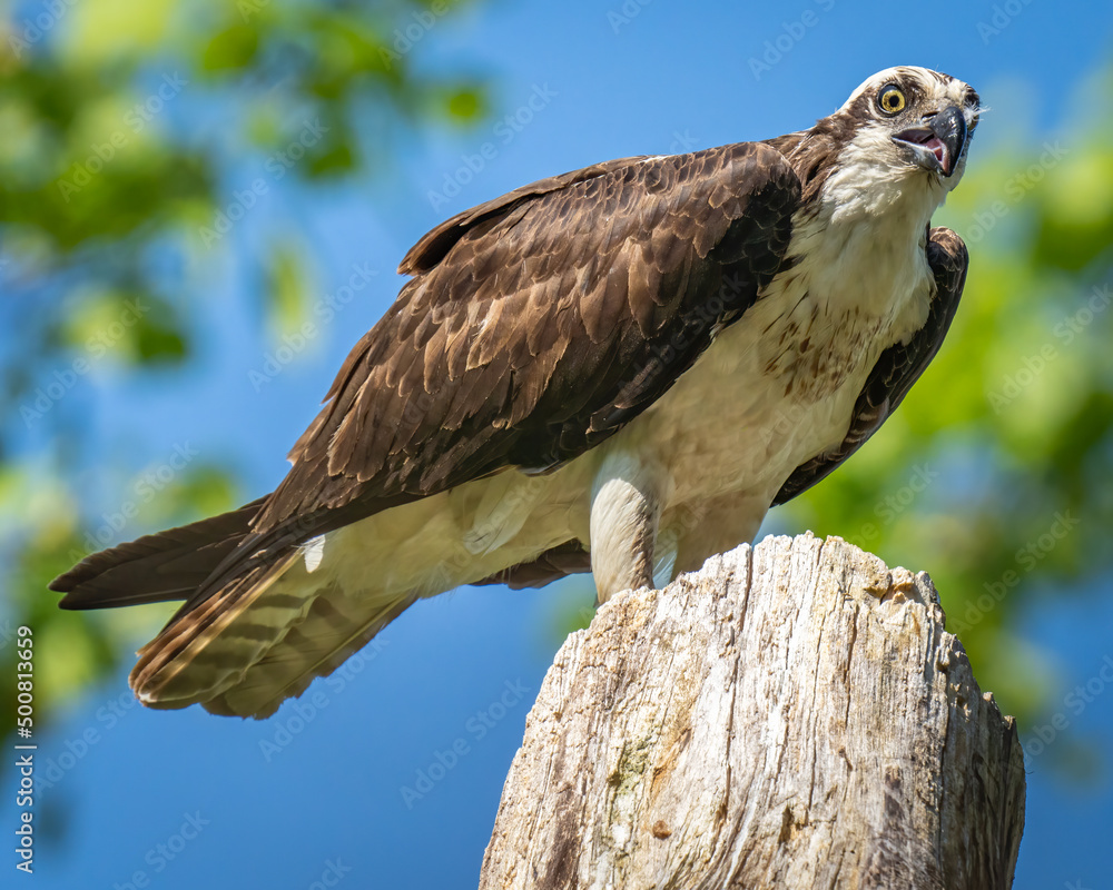 Osprey in flight and bringing fish to the nest Stock Photo | Adobe Stock