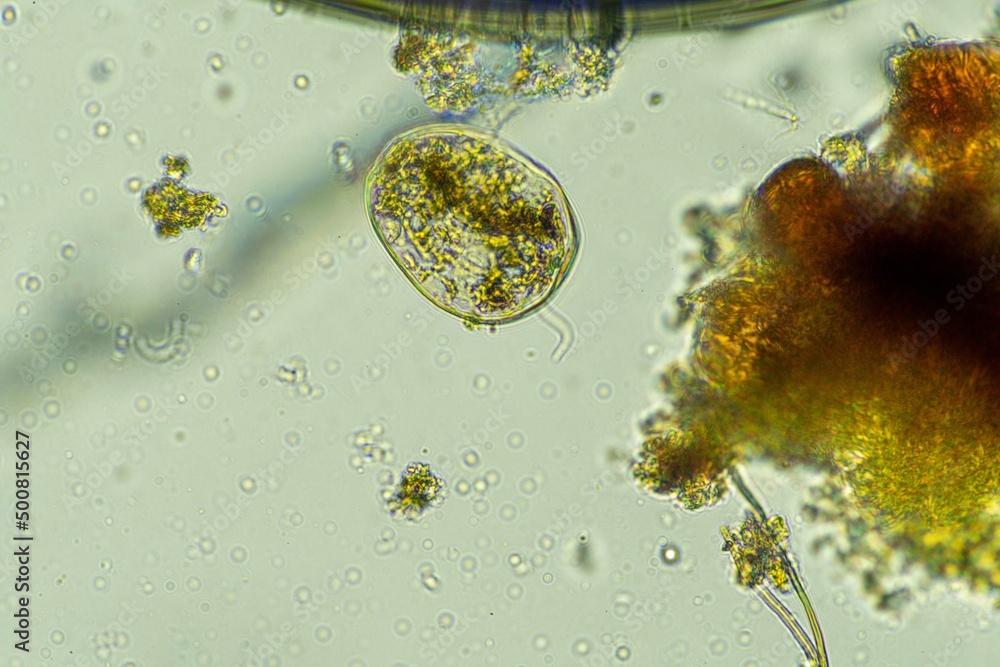 biological organisms under the microscopes in australia. living ...