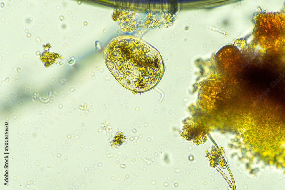 biological organisms under the microscopes in australia. living ...