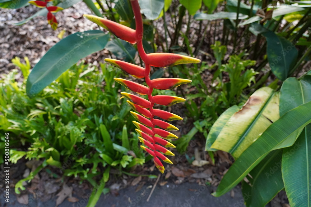Heliconia Rostrata|parrots beak|鸚黃赫蕉|Heliconia psittacorum Stock Photo ...