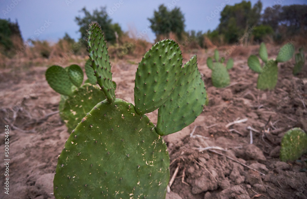 Mexican nopal plantation for production and export Stock Photo | Adobe ...