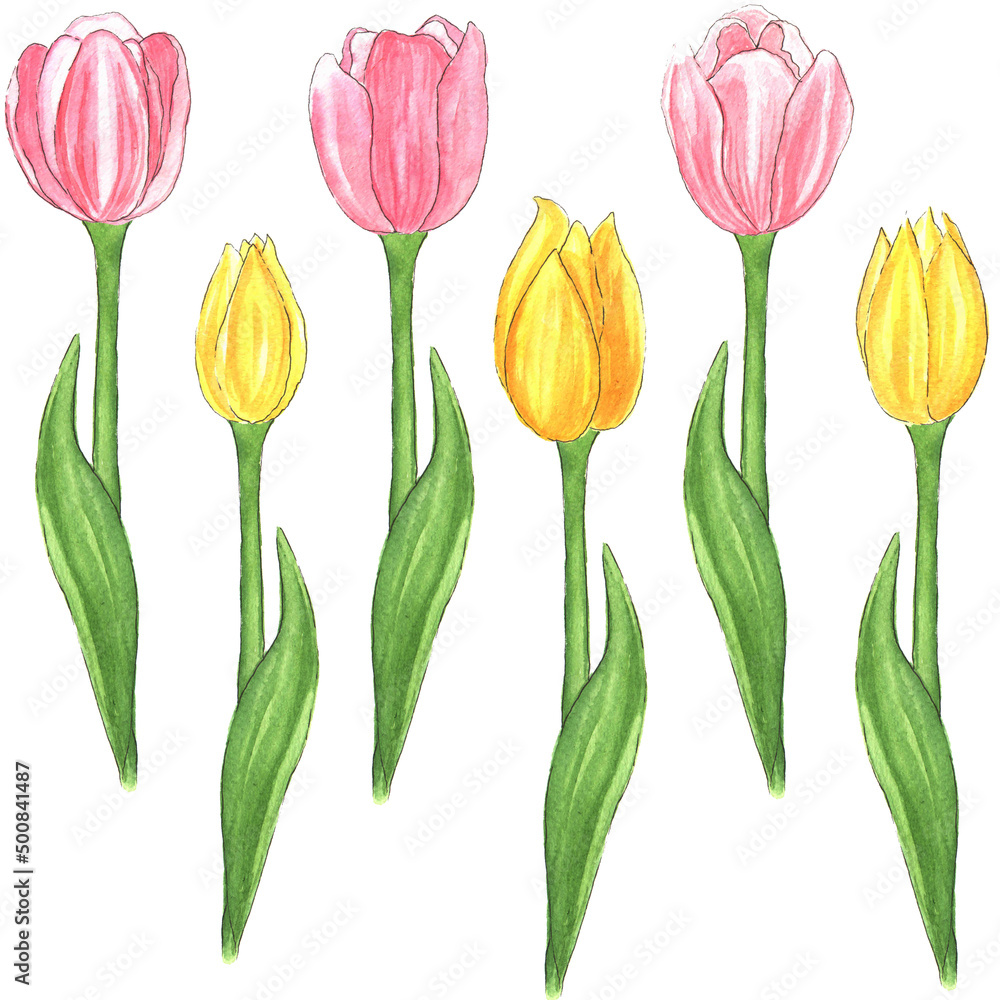 Watercolor tulips clipart, Illustration bundle Stock Illustration ...
