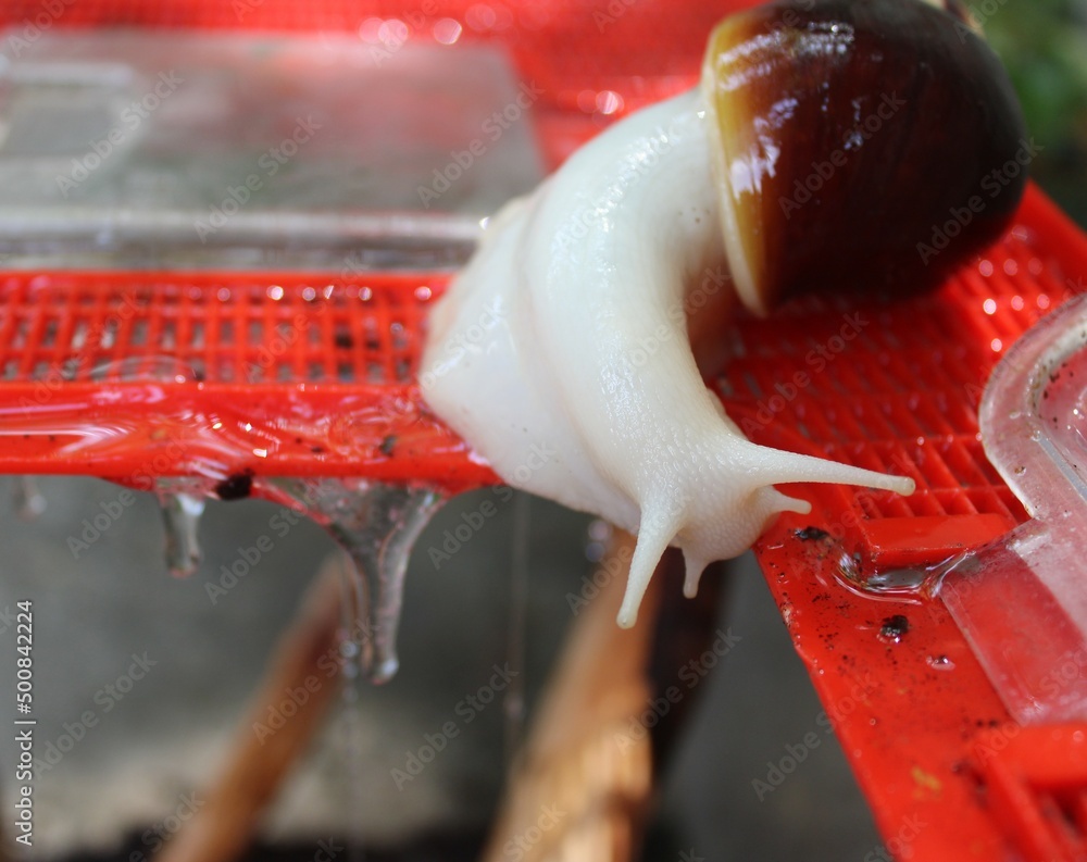 Giant African land snail crawling wet on terrarium roof, after ...