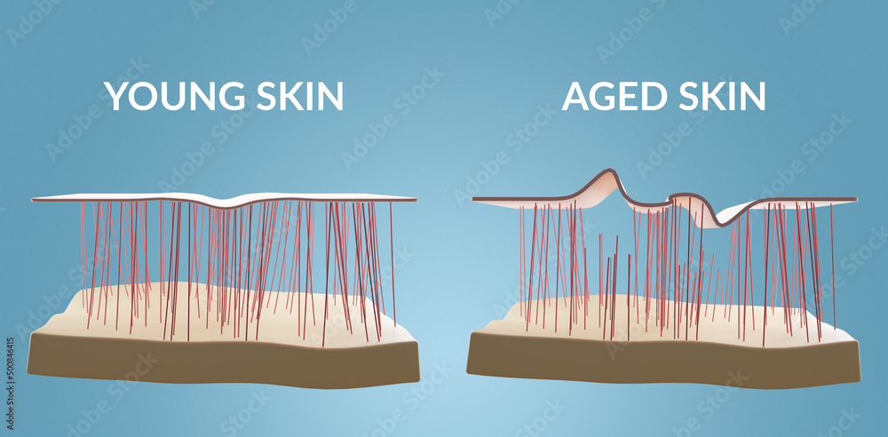 3d render of old and young skin, skin anatomy with collagen and ...