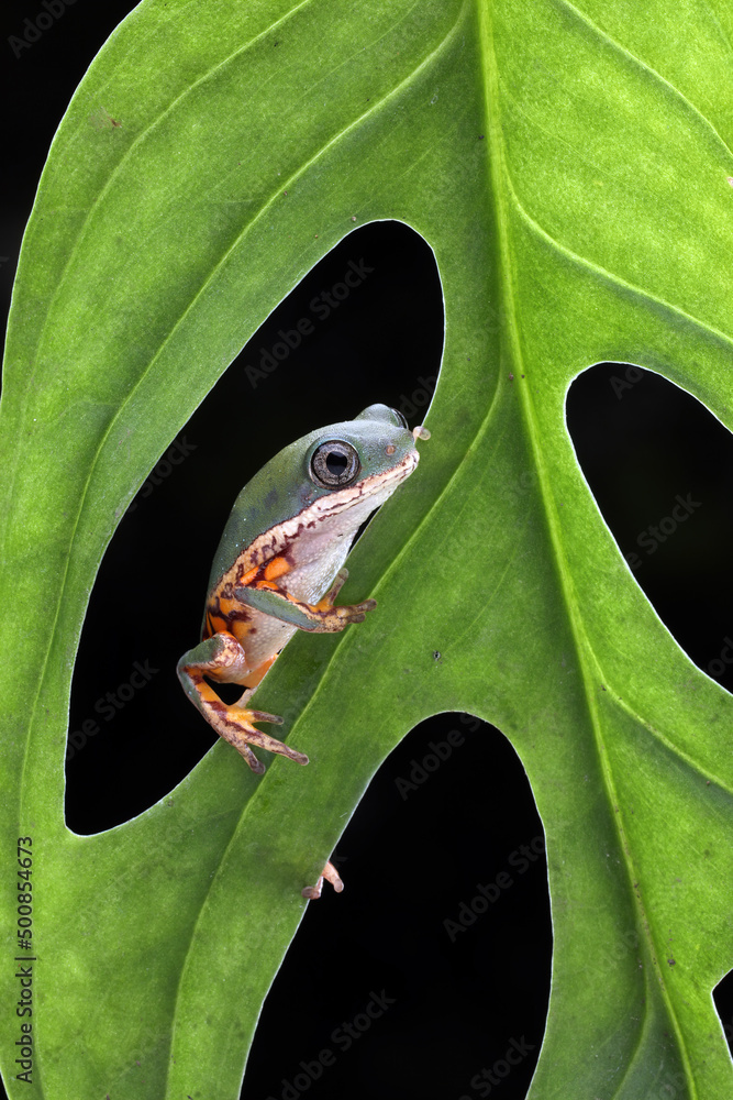 The Orange-legged Leaf Frog or Tiger-legged Monkey Frog (Pithecopus ...