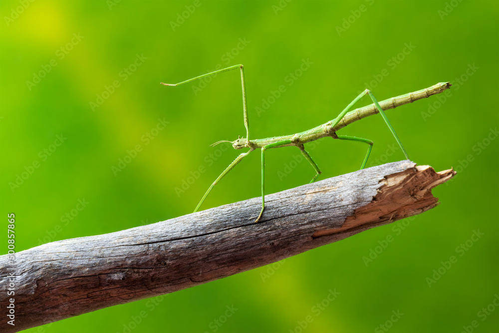 Stick Bug Animal