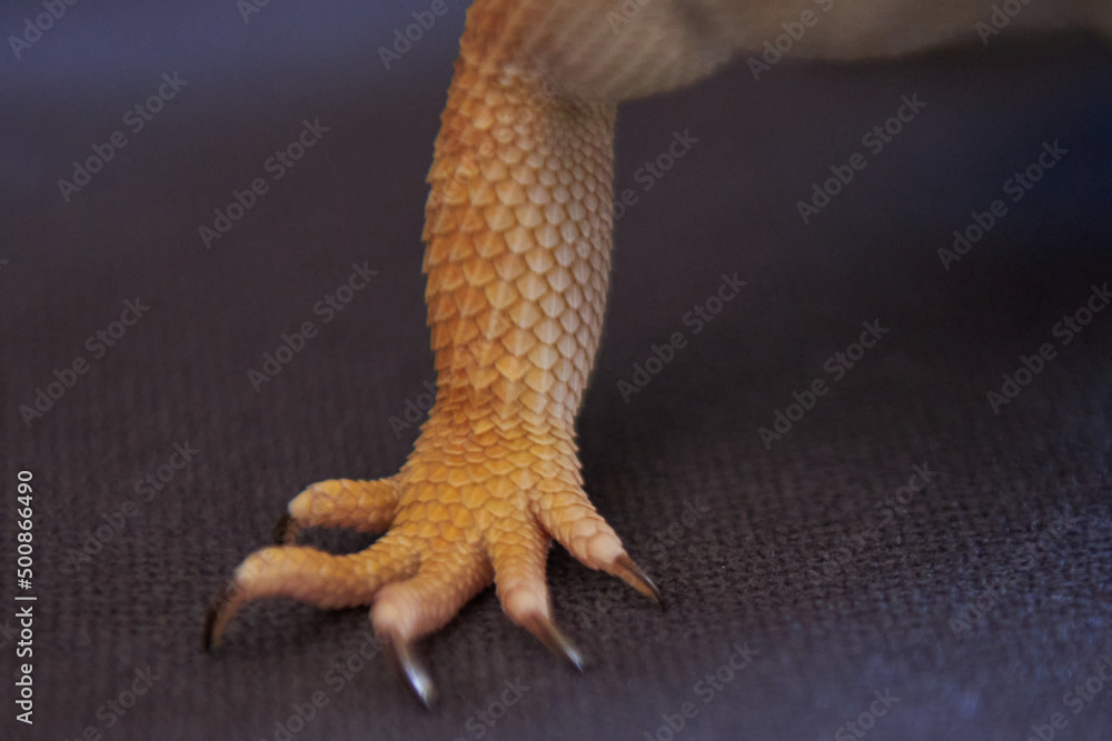 close-up of the front paw of a bearded agama lizard, lizard claws Stock ...