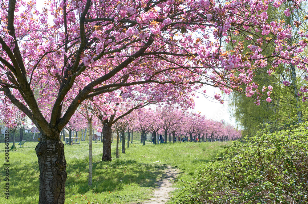Cherry blossoms, pink sakura trees at the TV-Asahi-Alley in Teltow ...