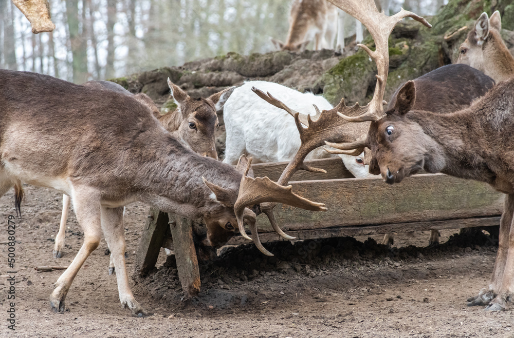 Männliches Damwild in einem Freigehege, kämpfend an einem Futtertrog ...