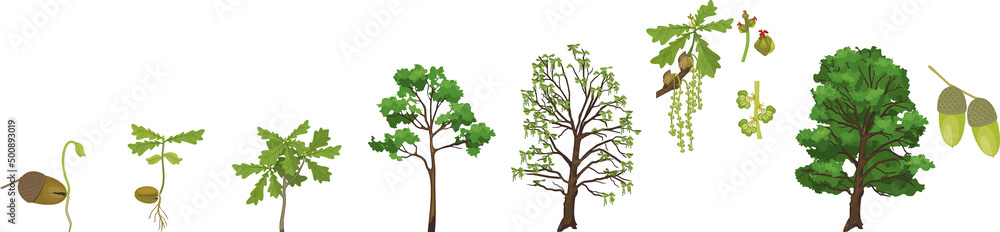 Life cycle of oak tree with phenophases. Growth stages from acorn and ...