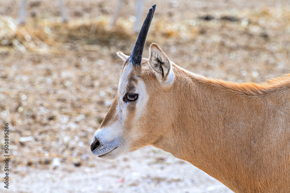 Head of young antelope scimitar horn Oryx (Oryx leucoryx). Due to ...
