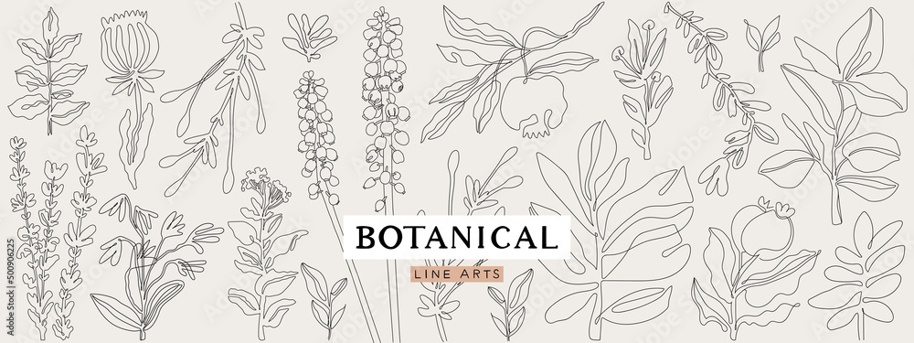 Botanical line art collection. Floral outline elements for print, logo ...