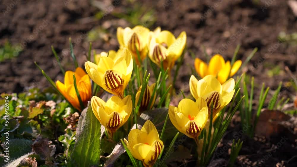 The first spring flowers are pollinated by honey bees. Collection of ...