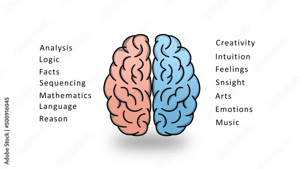 Left and Right Brain Diagram on White Background Stock Illustration ...