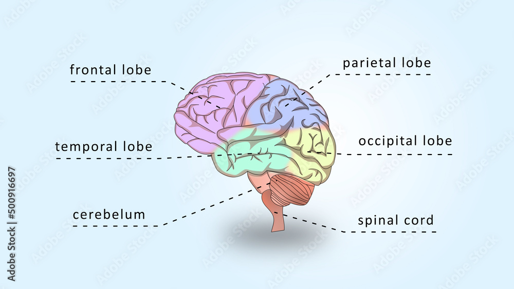 Parts of Human Brain Anatomy With Coloured and Labeled Part Stock ...