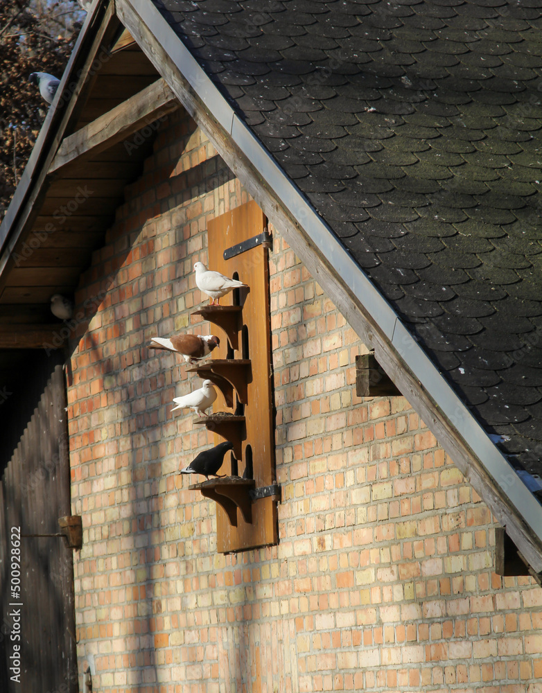 Tauben sitzen am Eingang zum Taubenhaus. Taubenhaus auf einem Pfahl ...