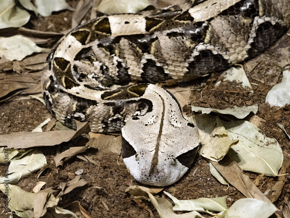 Gaboon viper, Bitis gabonica rhinoceros, snake with the longest ...