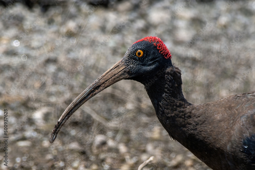 Red-naped ibis (Pseudibis papillosa) also known as the Indian black ...