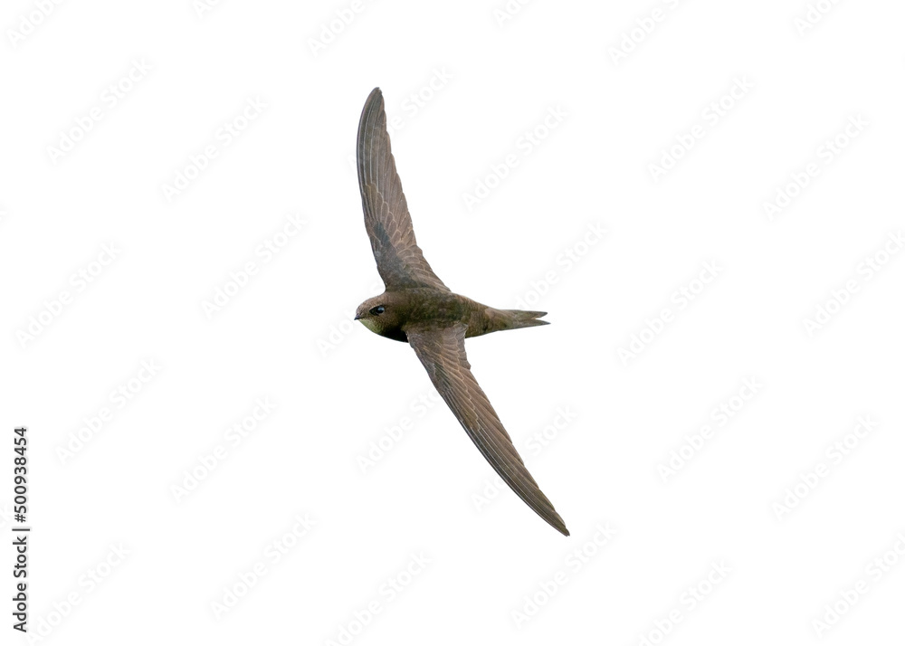 common swift (Apus apus) in flight isolate on white, clipping path ...