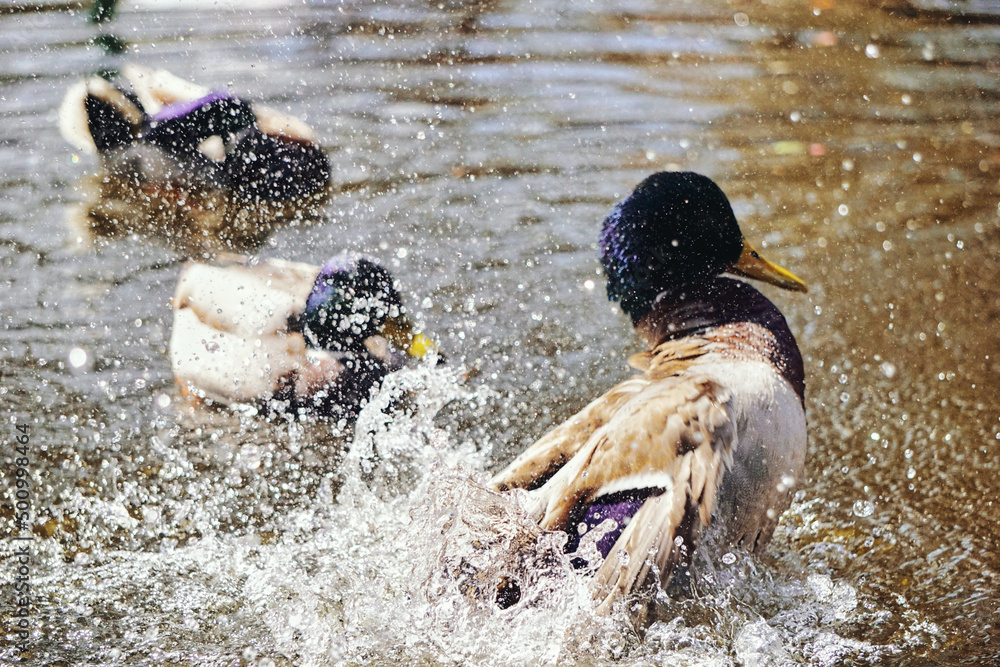 Duck Splashing In Pond