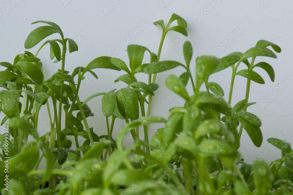 Garden cress sprouts, front view macro food photo. Cress, also ...