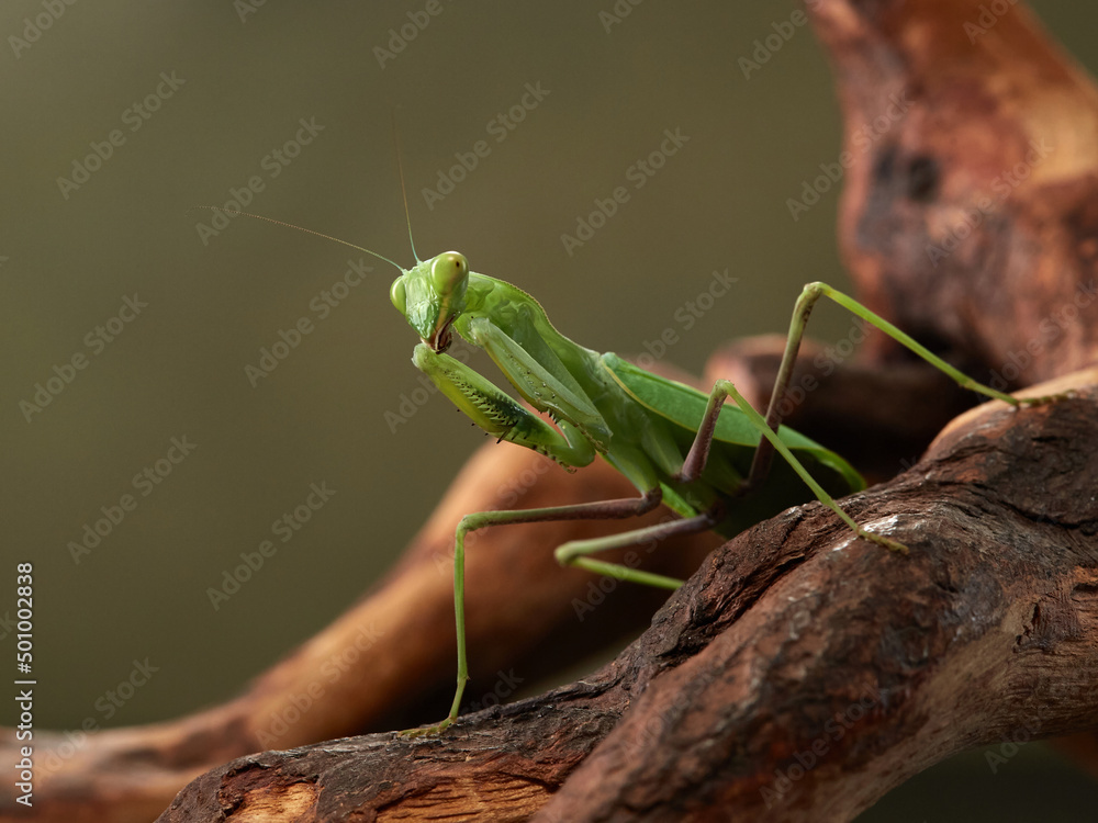 Praying mantis on a green background. The insect hunts, eat, macro ...