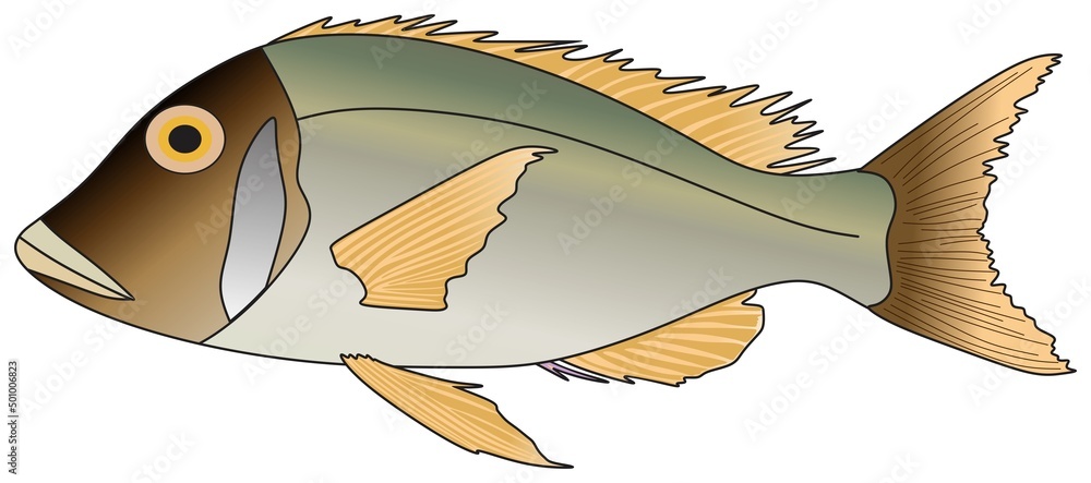 emperor fish aquatic animal vector drawing on isolated white background ...