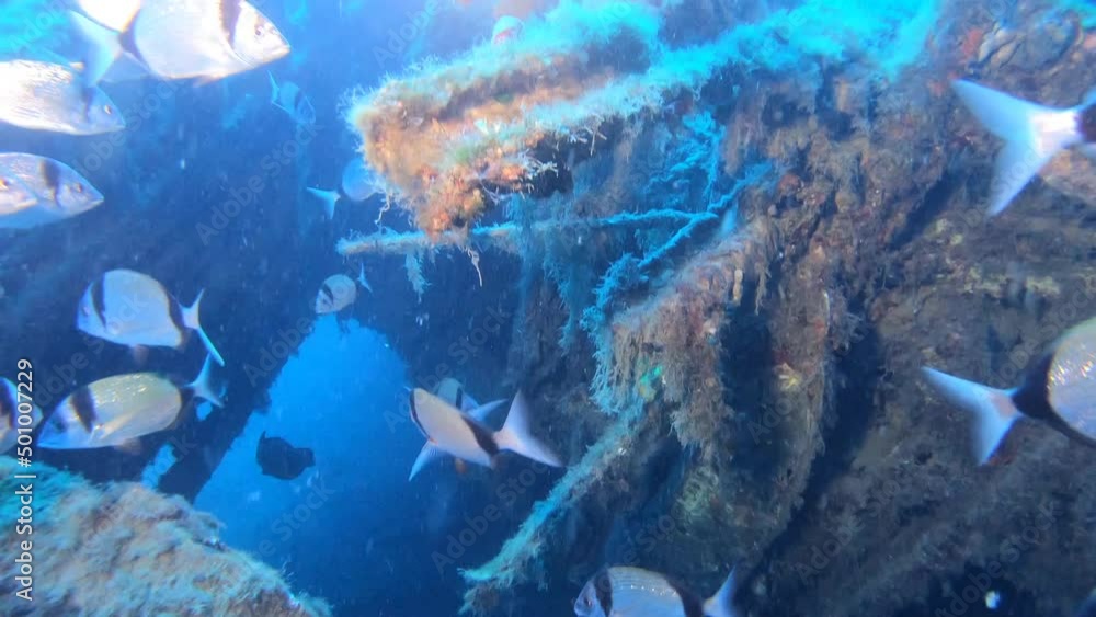 Vidéo Stock Scuba divers swims on the Shipwreck Swedish ferry MS ...