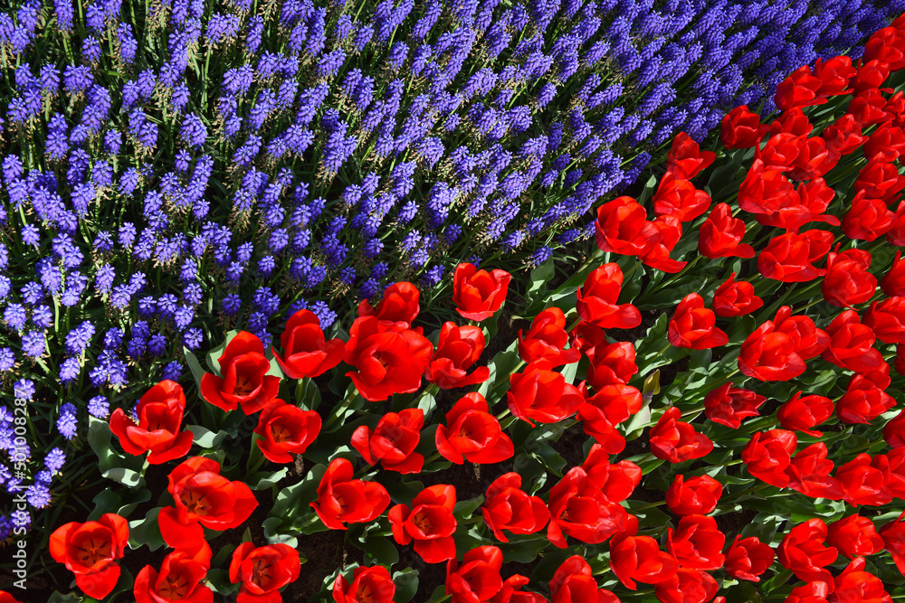 Red Tulips and Lavender. Istanbul Tulip Festival in Emirgan Park ...