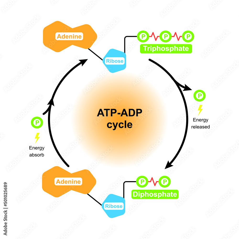 Vecteur Stock ATP - ADP Cycle Scheme. ATP Phosphorylation And ATP ...