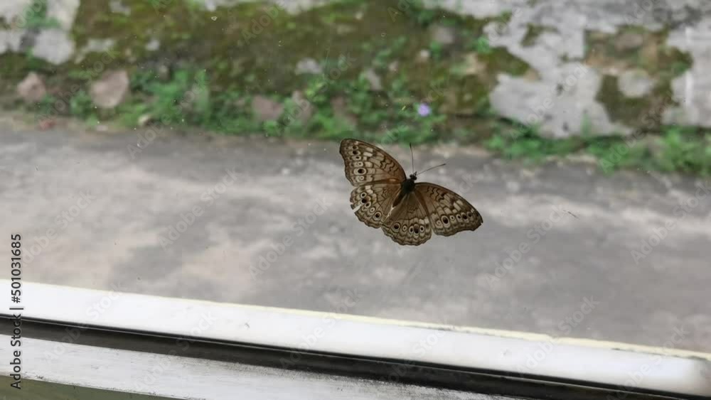 Butterfly flying against glass window. Close up butterfly. the ...