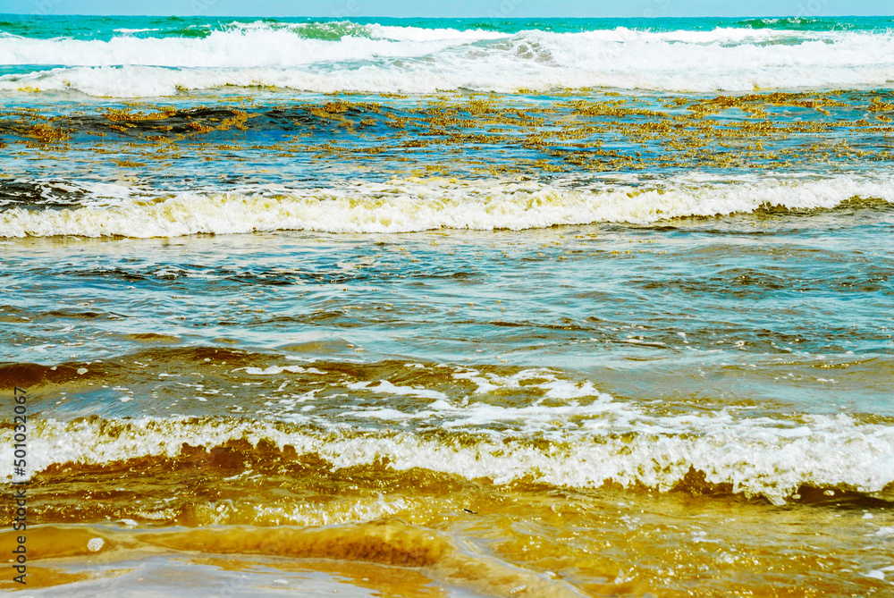 Red tide phenomenon in Futuro Beach. It is an algal bloom (large ...