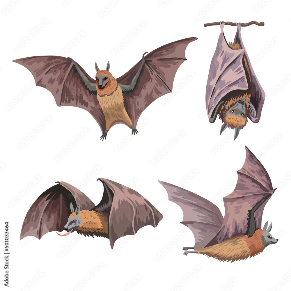 Set of cute fruit bats or flying fox in various positions isolated on white background. Hand ...