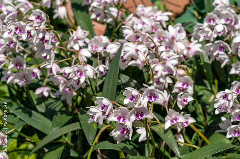 Dendrobium kingianum, an orchid native to Australia Stock Photo | Adobe ...