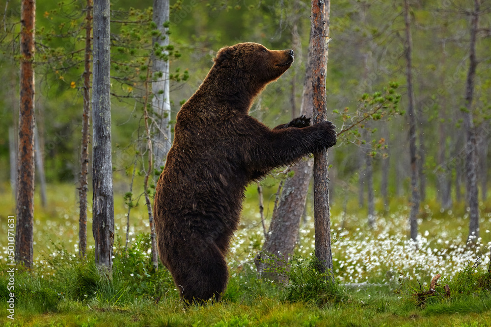 Summer wildlife. Bear standing, sit up on its hind legs, somerr forest ...
