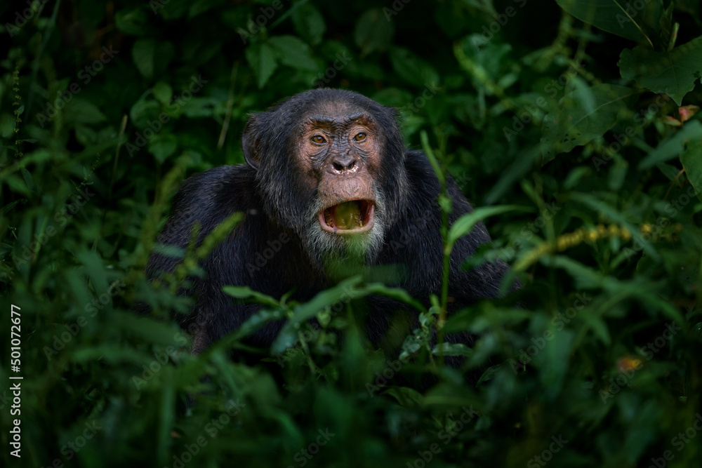 Chimpanzee, Pan troglodytes, on the tree in Kibale National Park ...