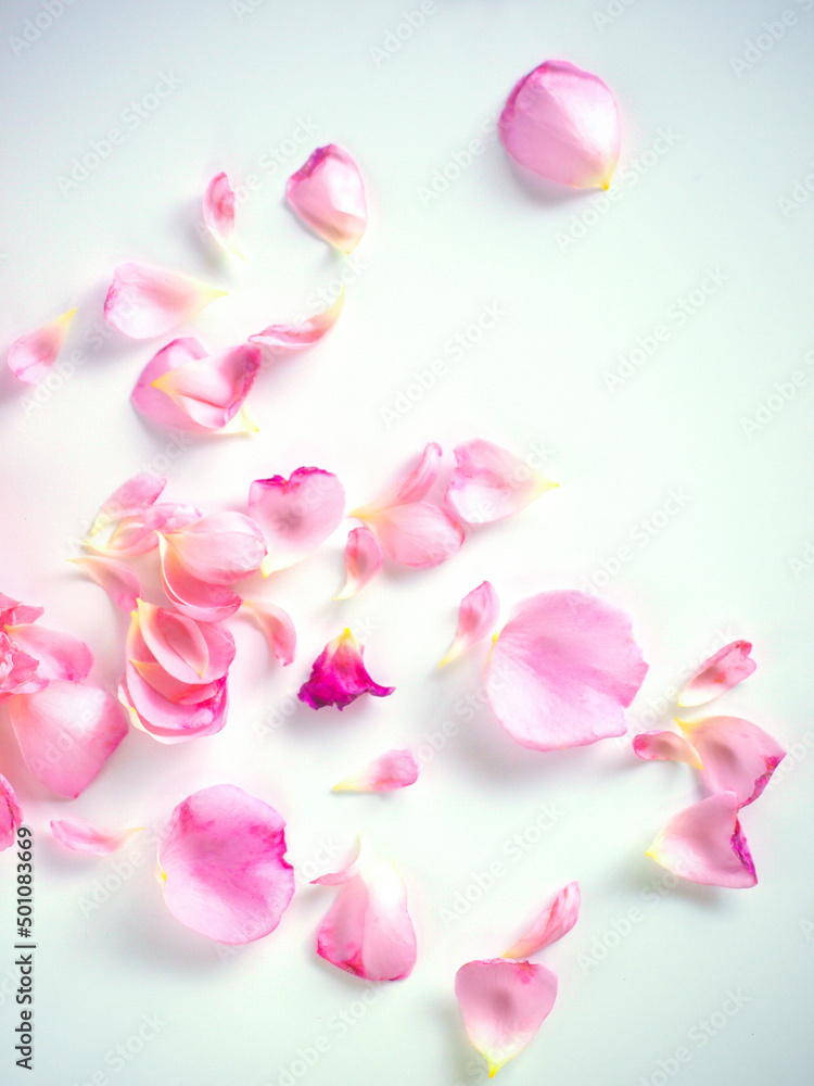 Pink Rose Petals Scattered