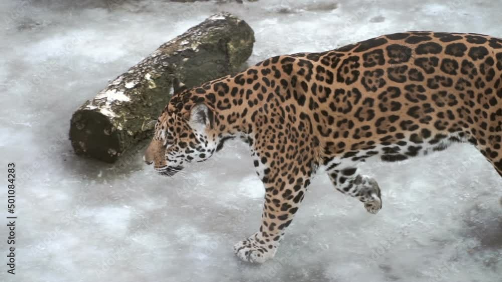 Leopard on hunt, walking on its territory. Leopard is a species of ...
