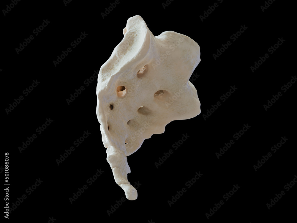 3d rendered illustration of the sacrum, illustration of human skeleton ...